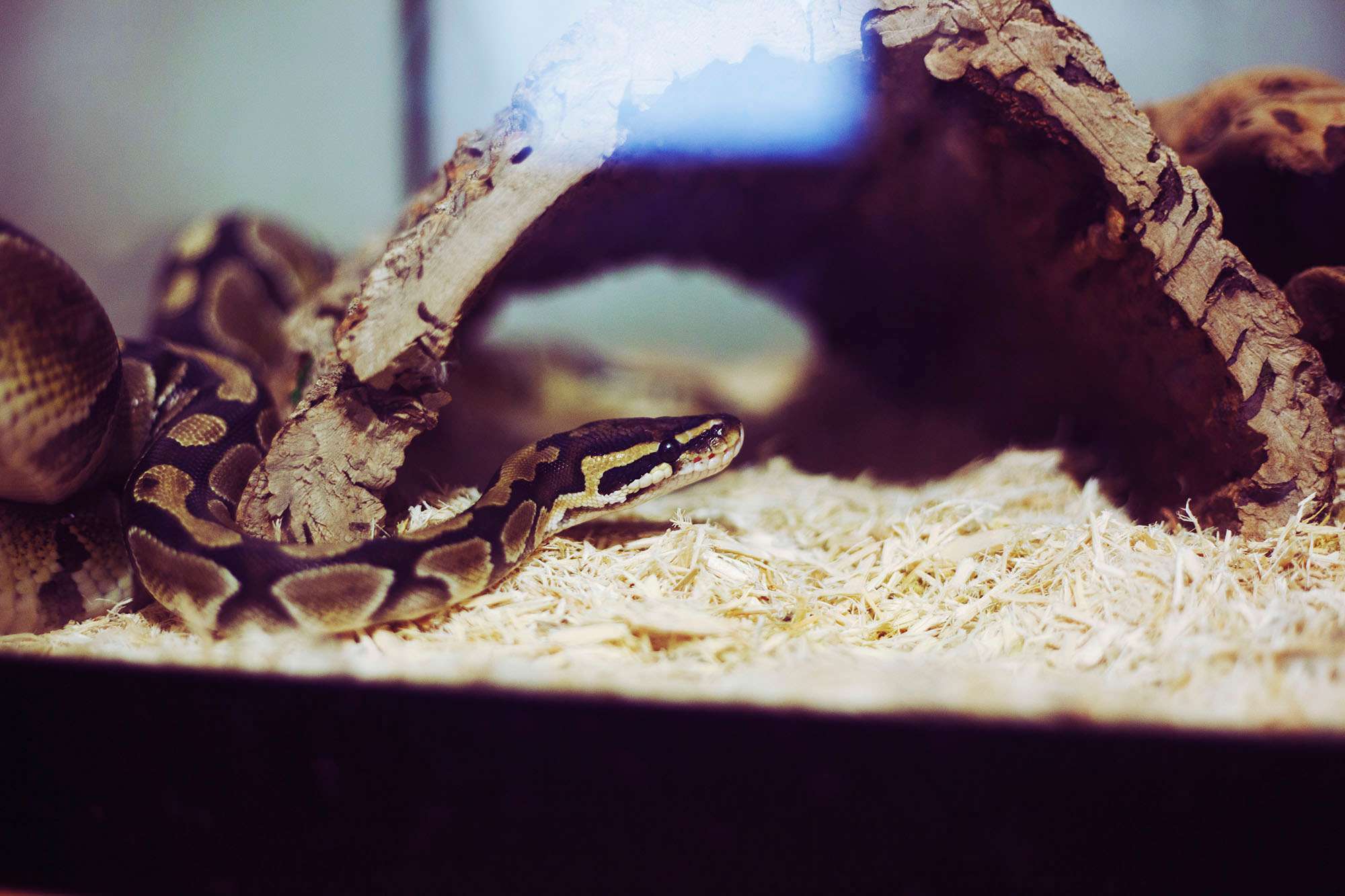 My Pet Python | Elise Xavier